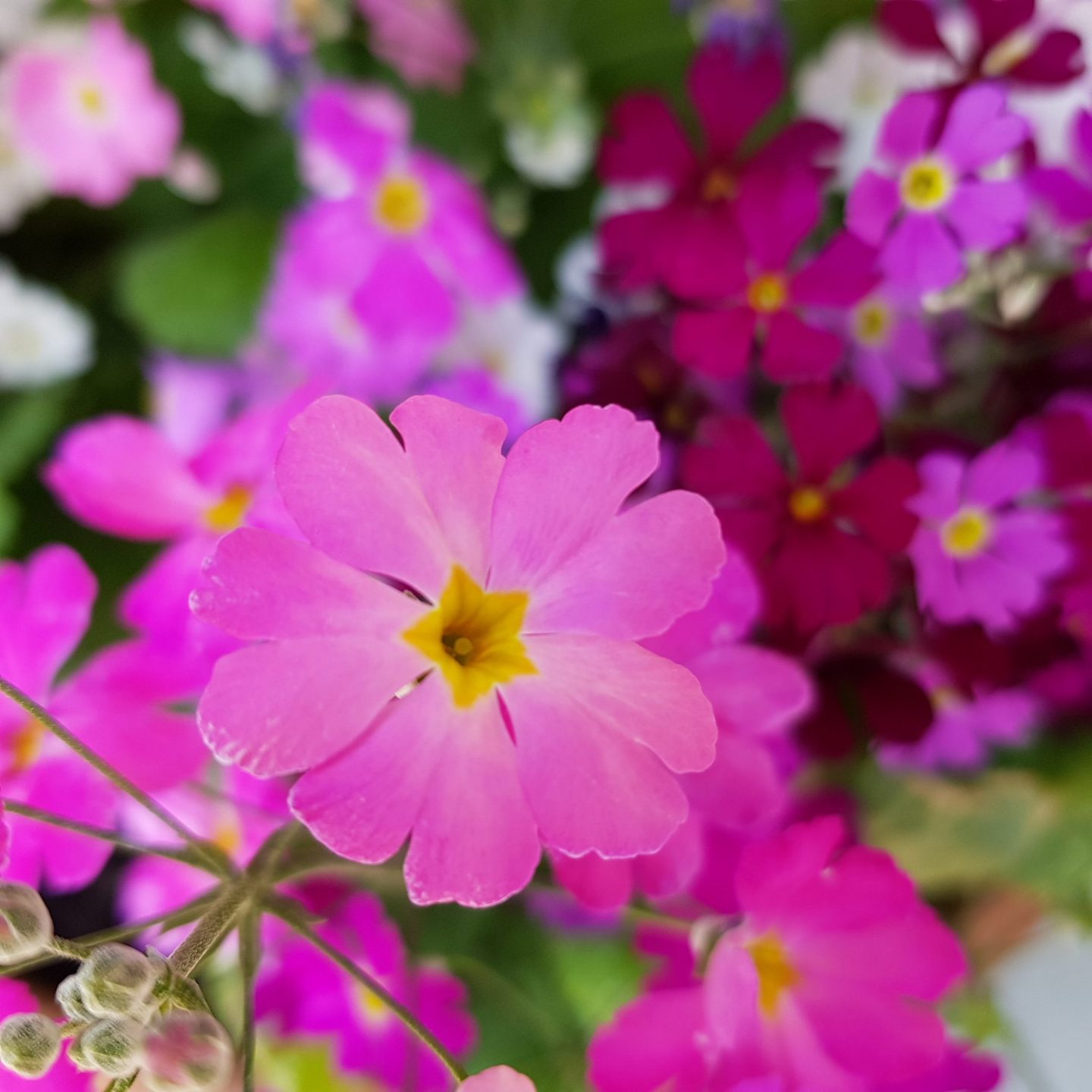 Paropsides calypso and lilly pillies – Derek's Den